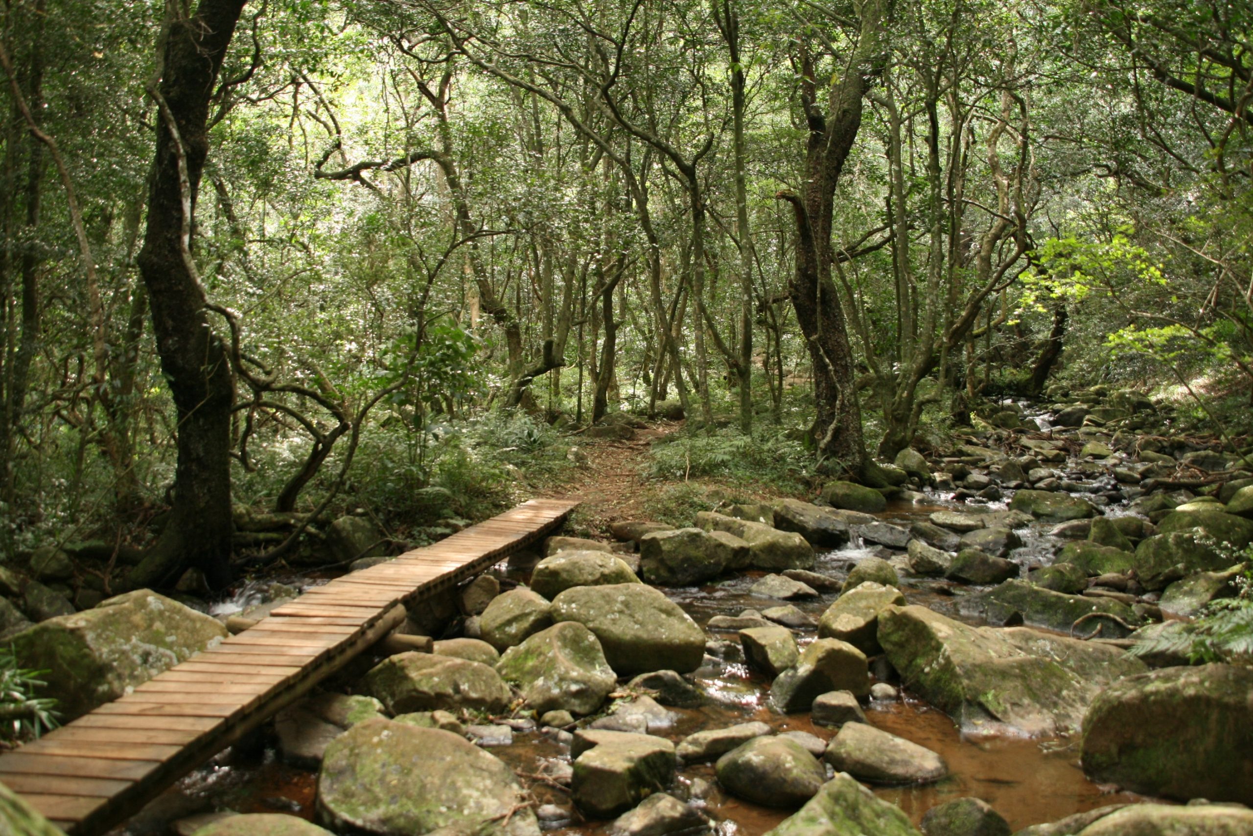 Forest stream - RESPONSIBLE TRAVELLER