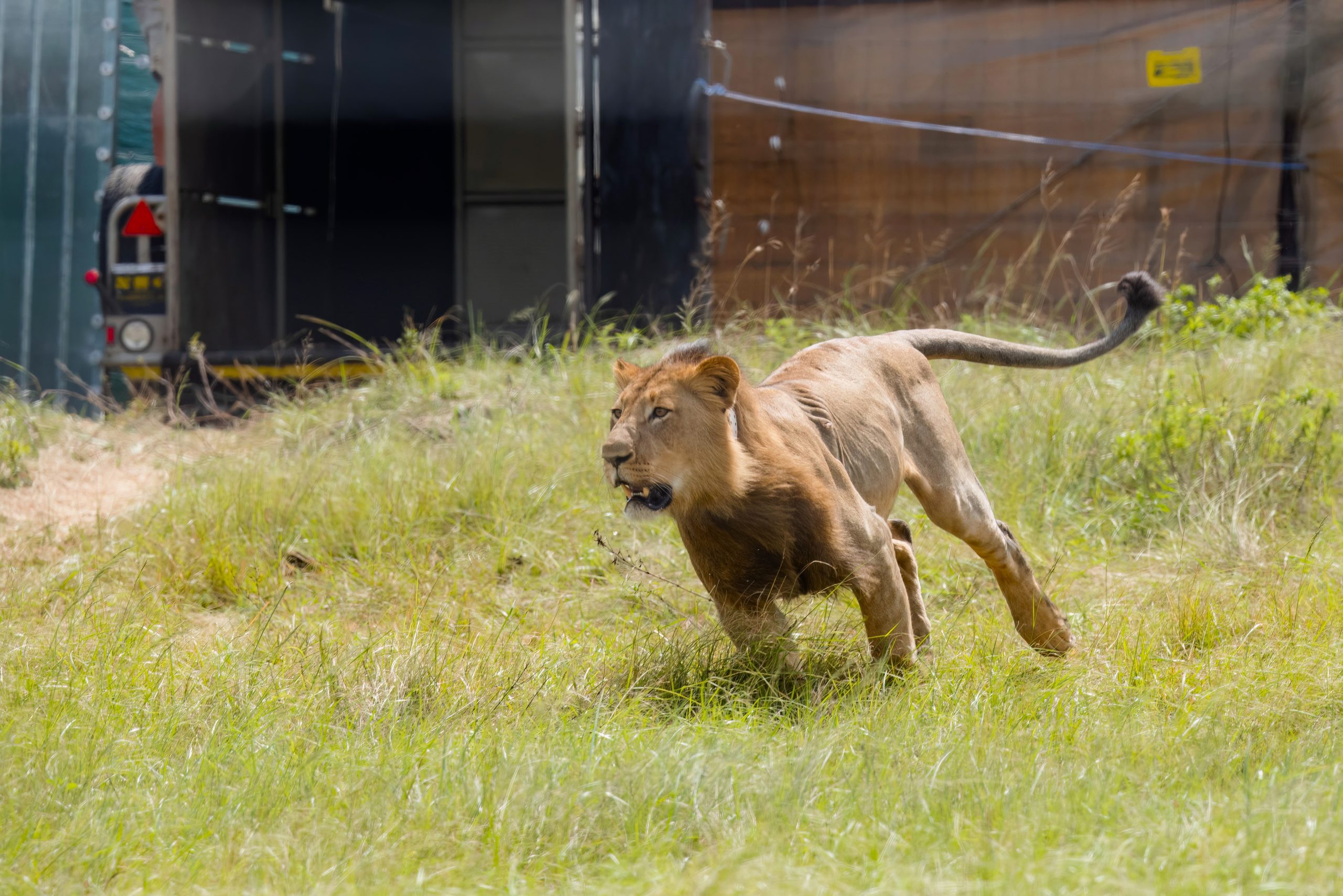 Dr-Andrew-Baxter-Lions-released-into-Babanango-Game-Reserve-3 ...