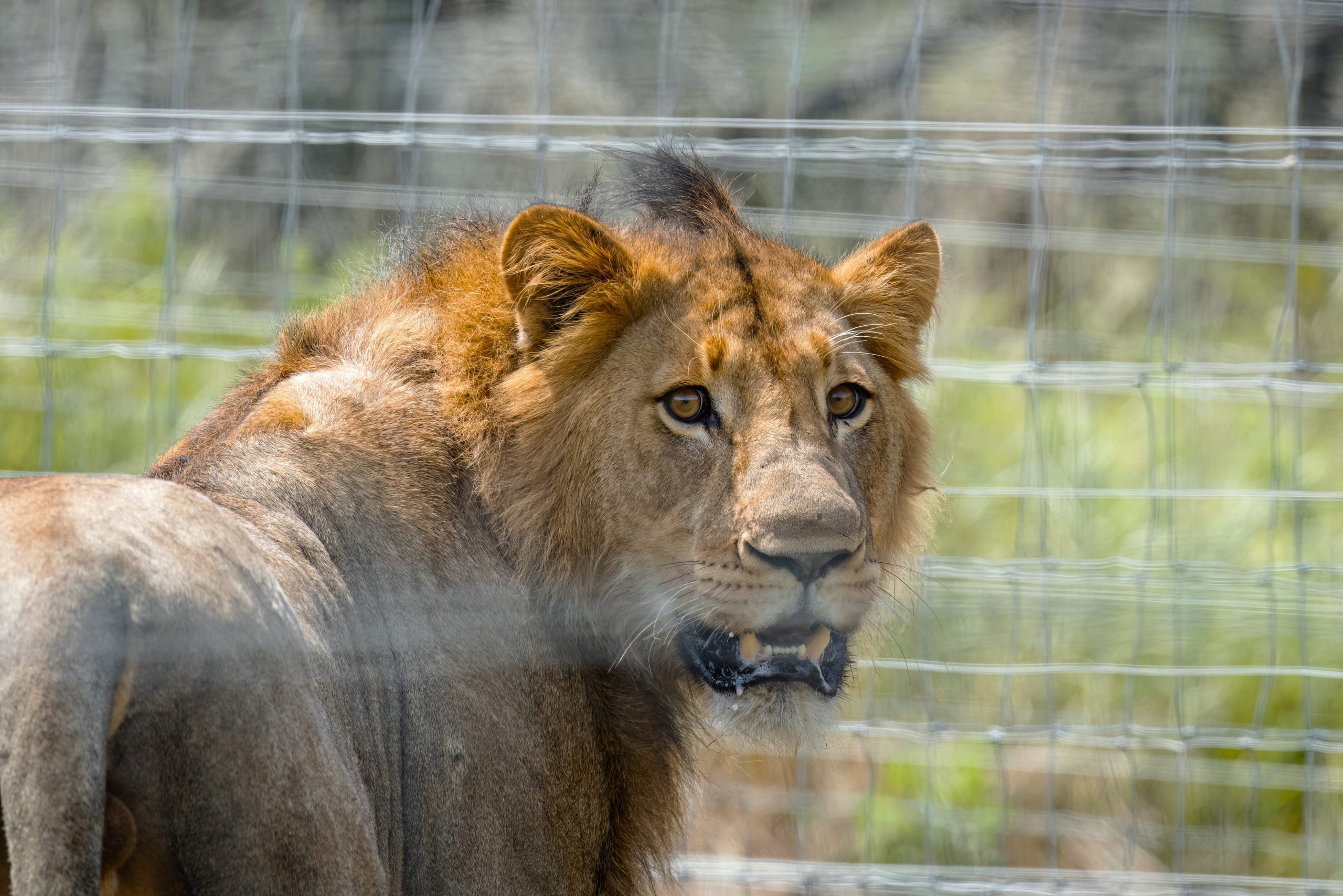 Dr-Andrew-Baxter-Lions-released-into-Babanango-Game-Reserve-7 ...